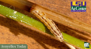 LSU AgCenter Secures $1 Million 💰 to Combat Invasive Species!